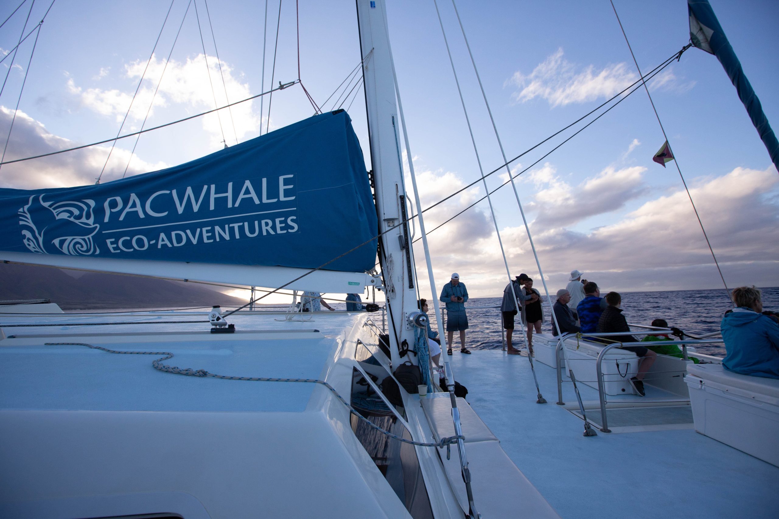 Whale Watch Sail Deluxe | Pacific Whale Cruises