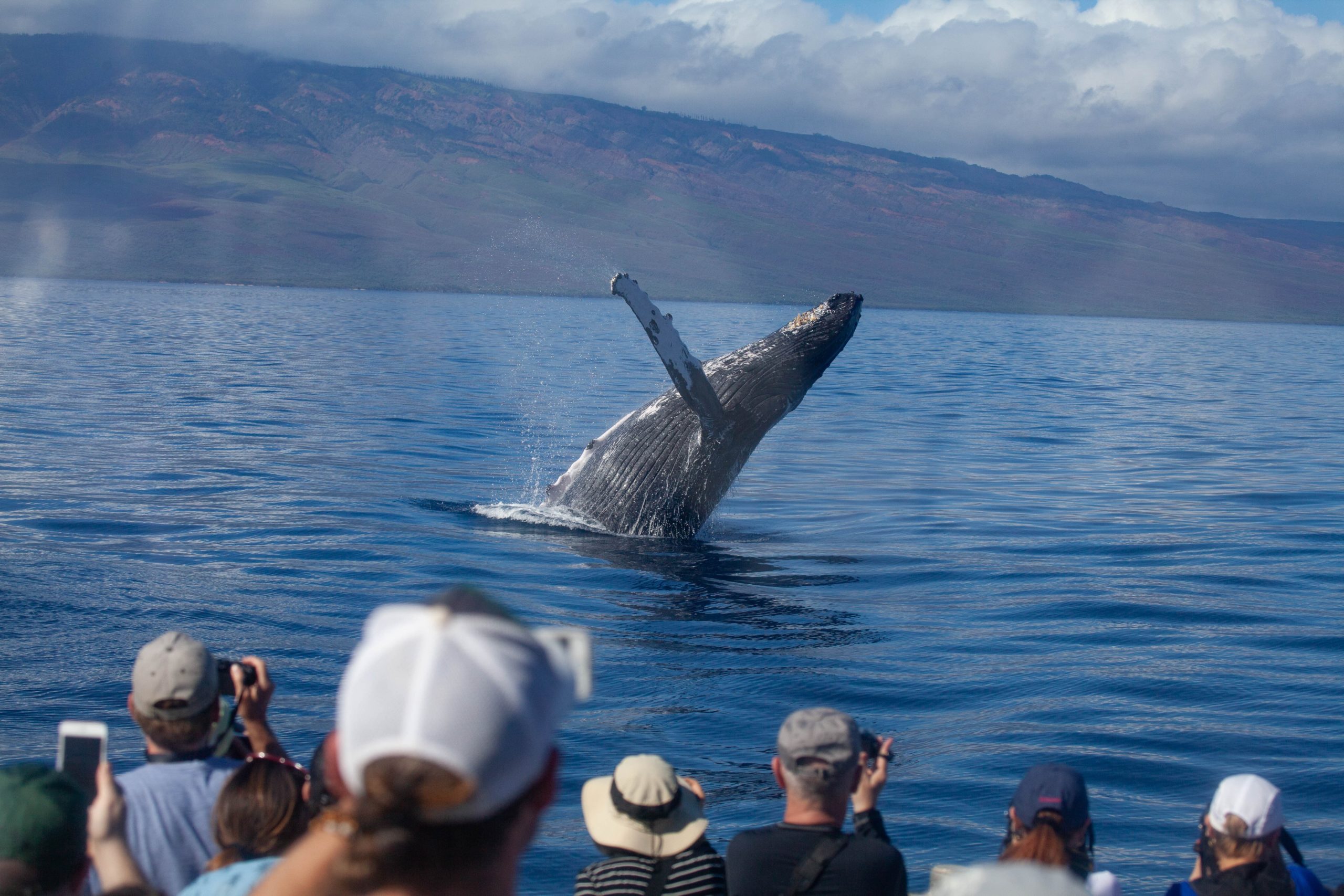 Maui Whale Watching in Maʻalaea | PacWhale