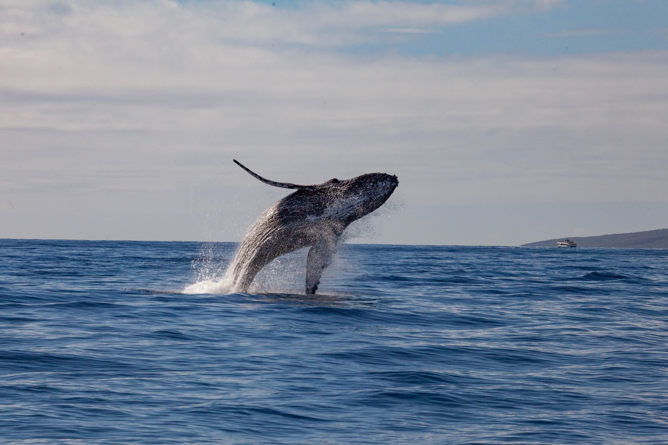 Whale Watch Sail Deluxe | Pacific Whale Cruises