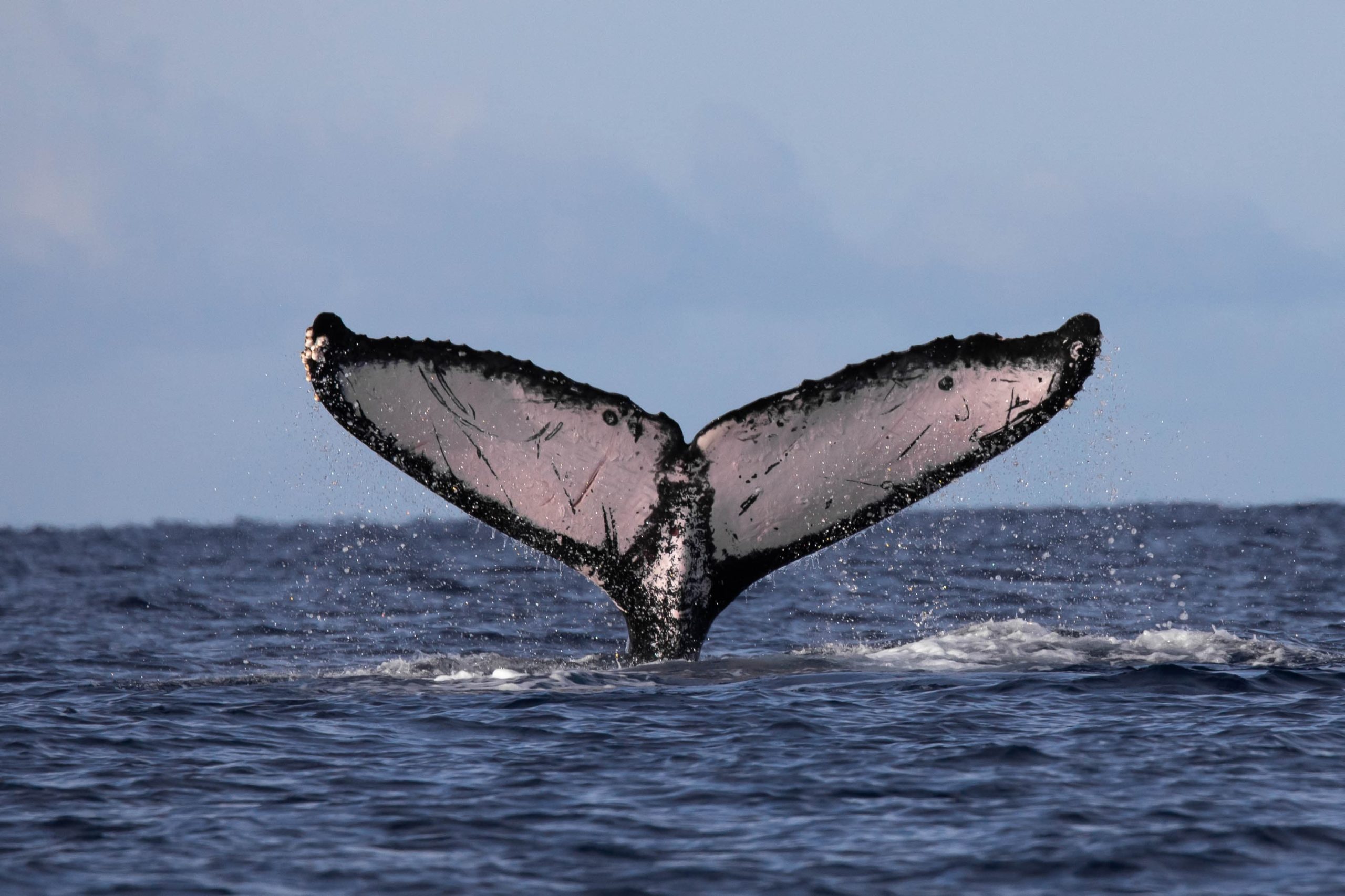 Maui Whale Watching in Maʻalaea | PacWhale
