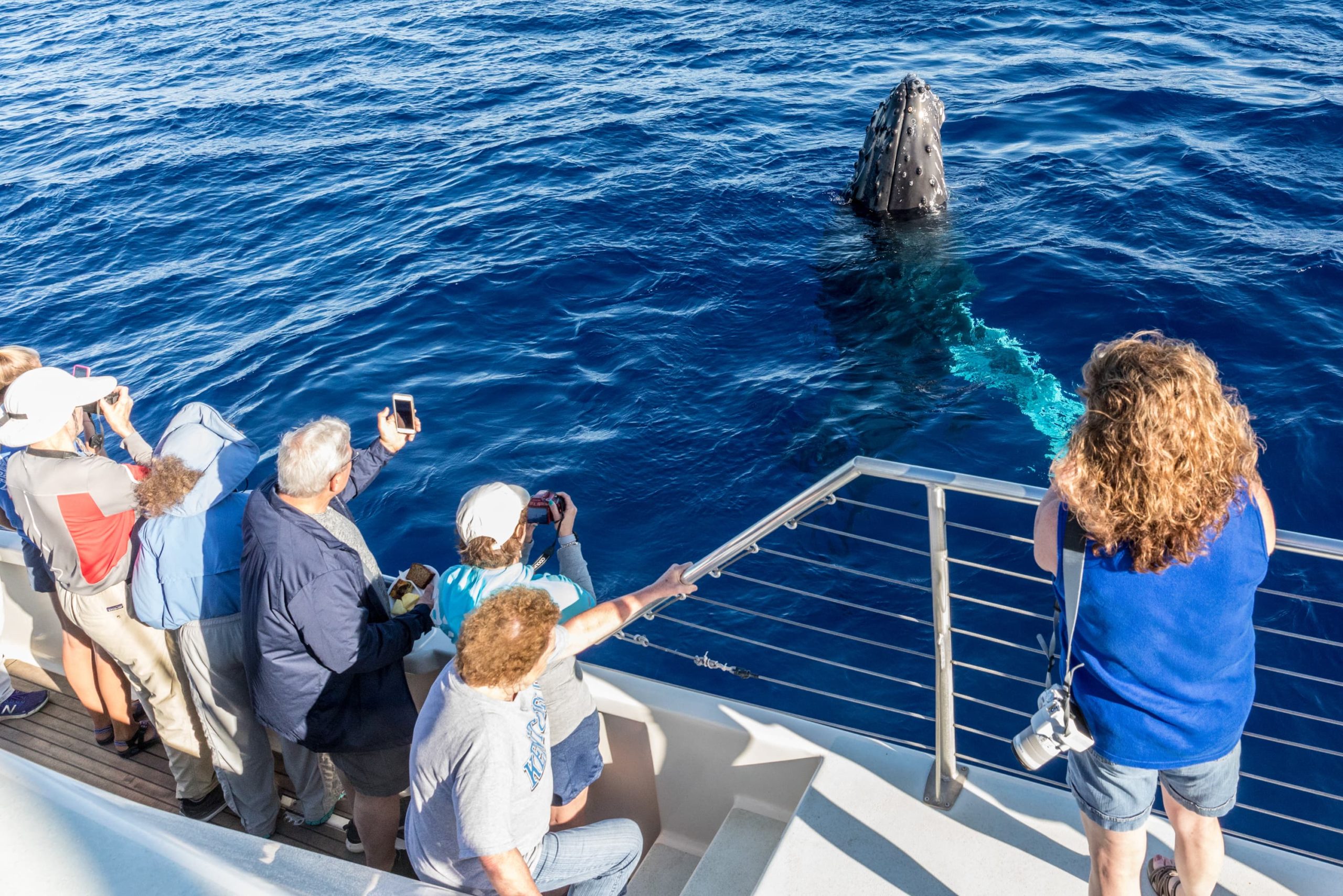 Whale Watch Sail Deluxe | Pacific Whale Cruises