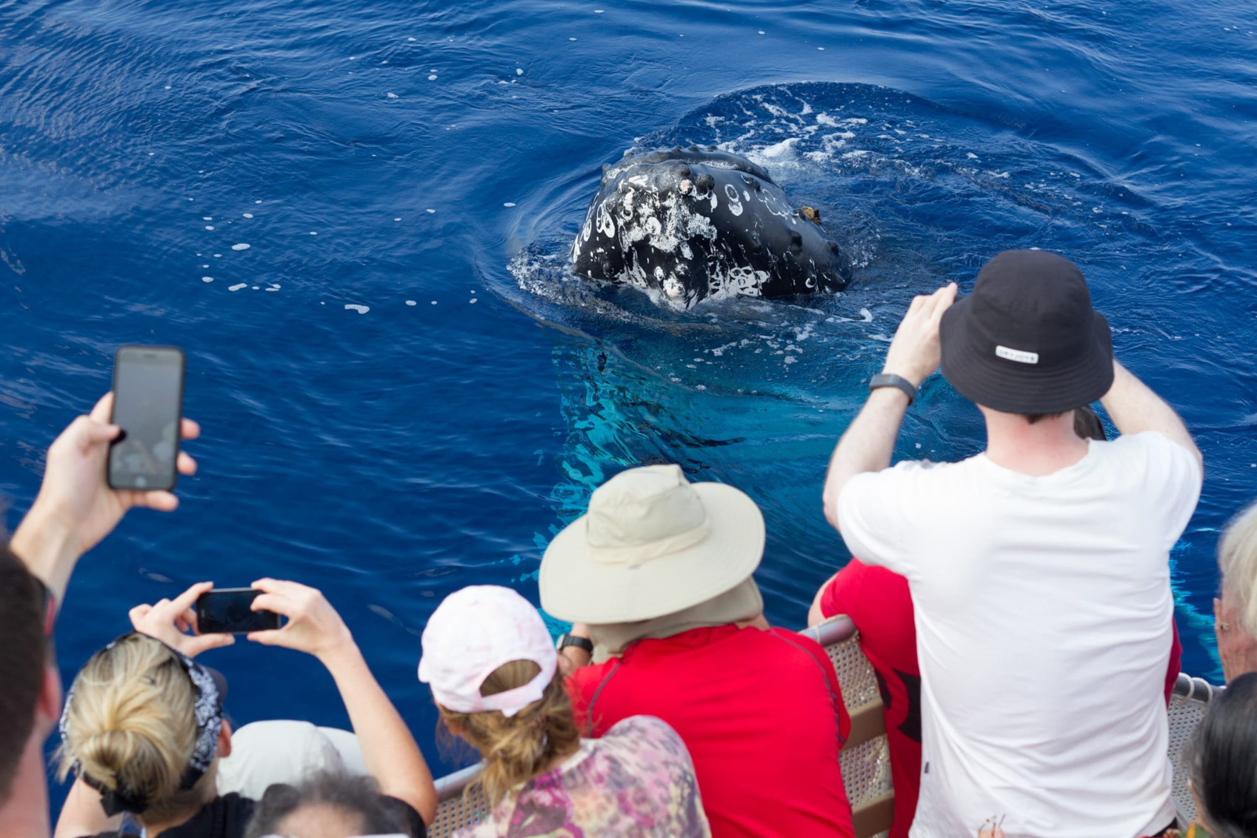 Maui Whale Watching in Maʻalaea | PacWhale