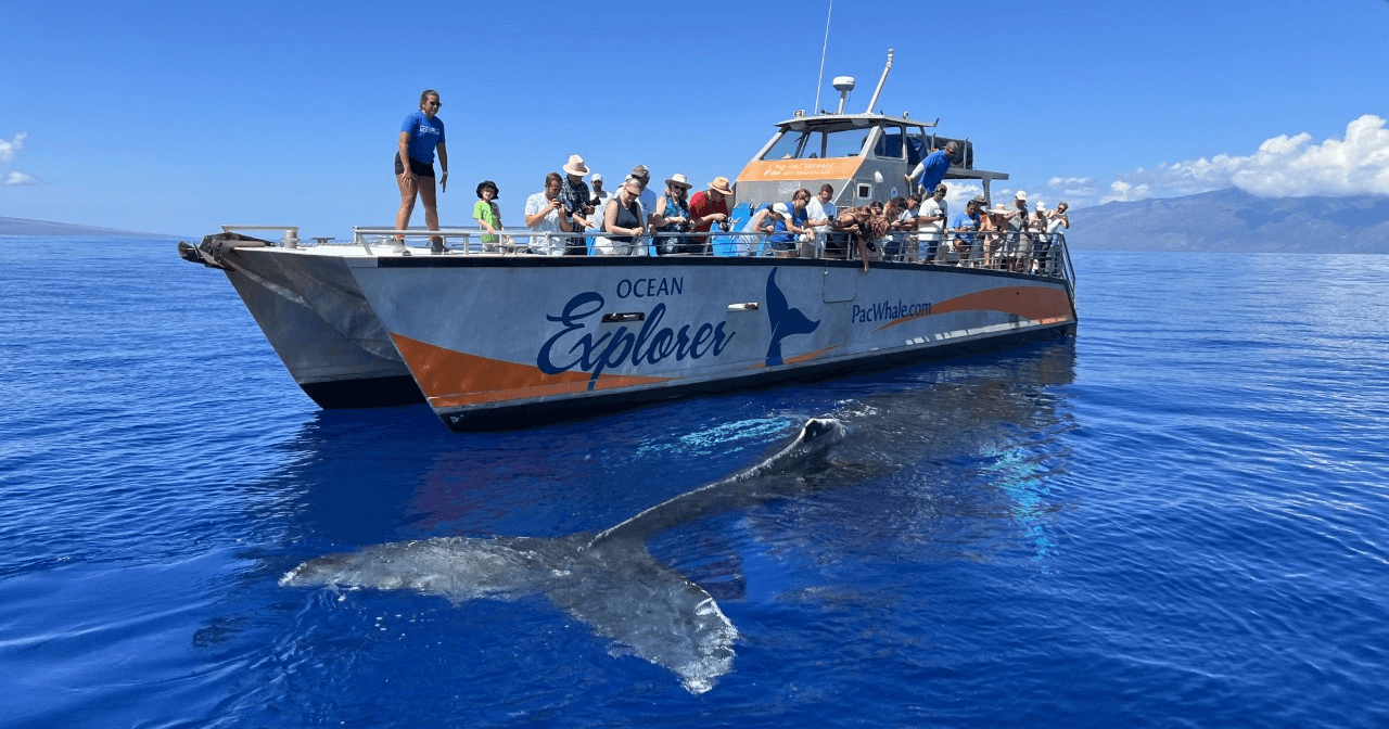 Small Group Whale Watching in Maui | PacWhale
