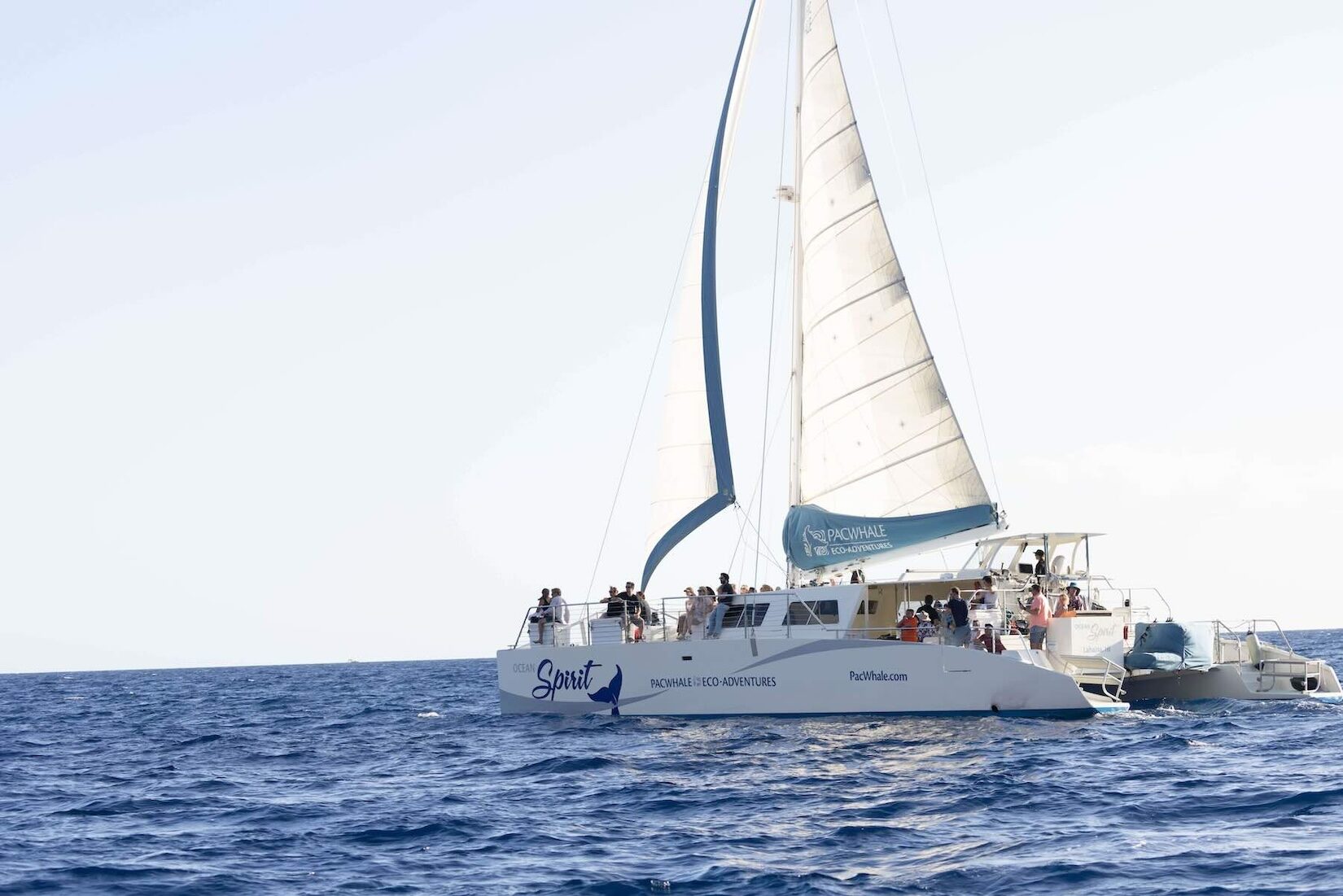 Whale watch Sail | Pacific Whale Cruises