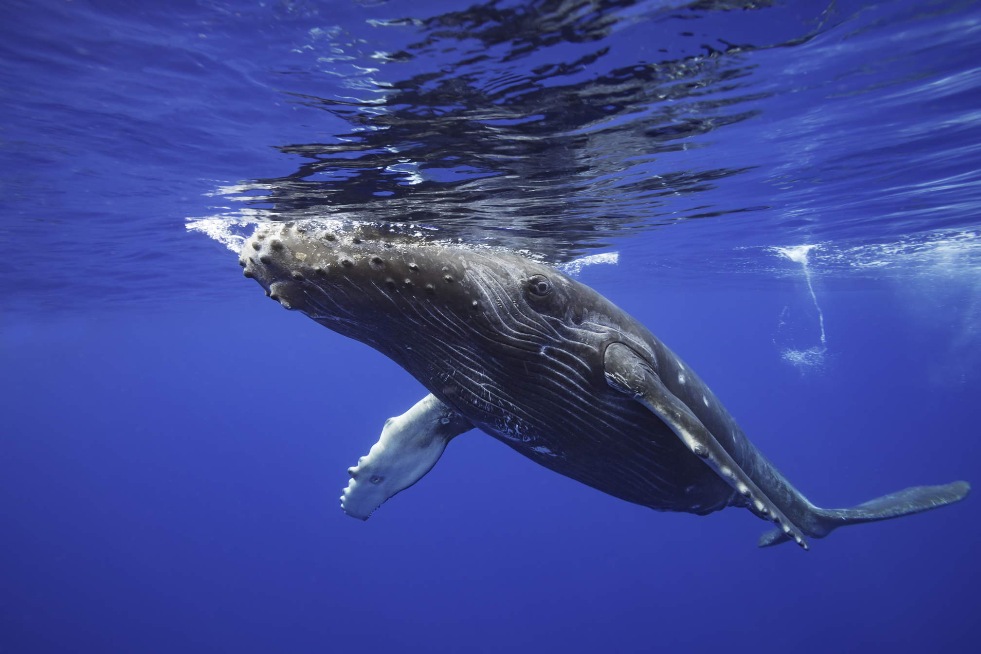 PacWhale Eco-Adventures | Maui’s Most Awarded Ecotour