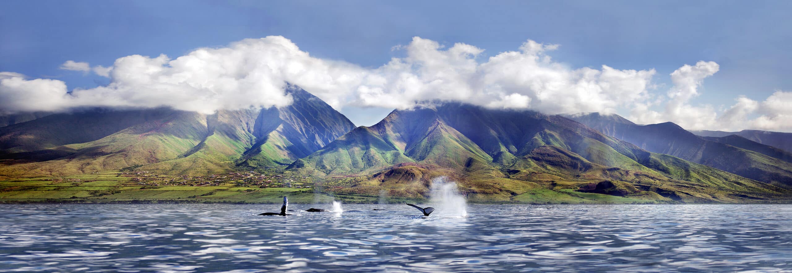 Other Activities | PacWhale in Maui, HI
