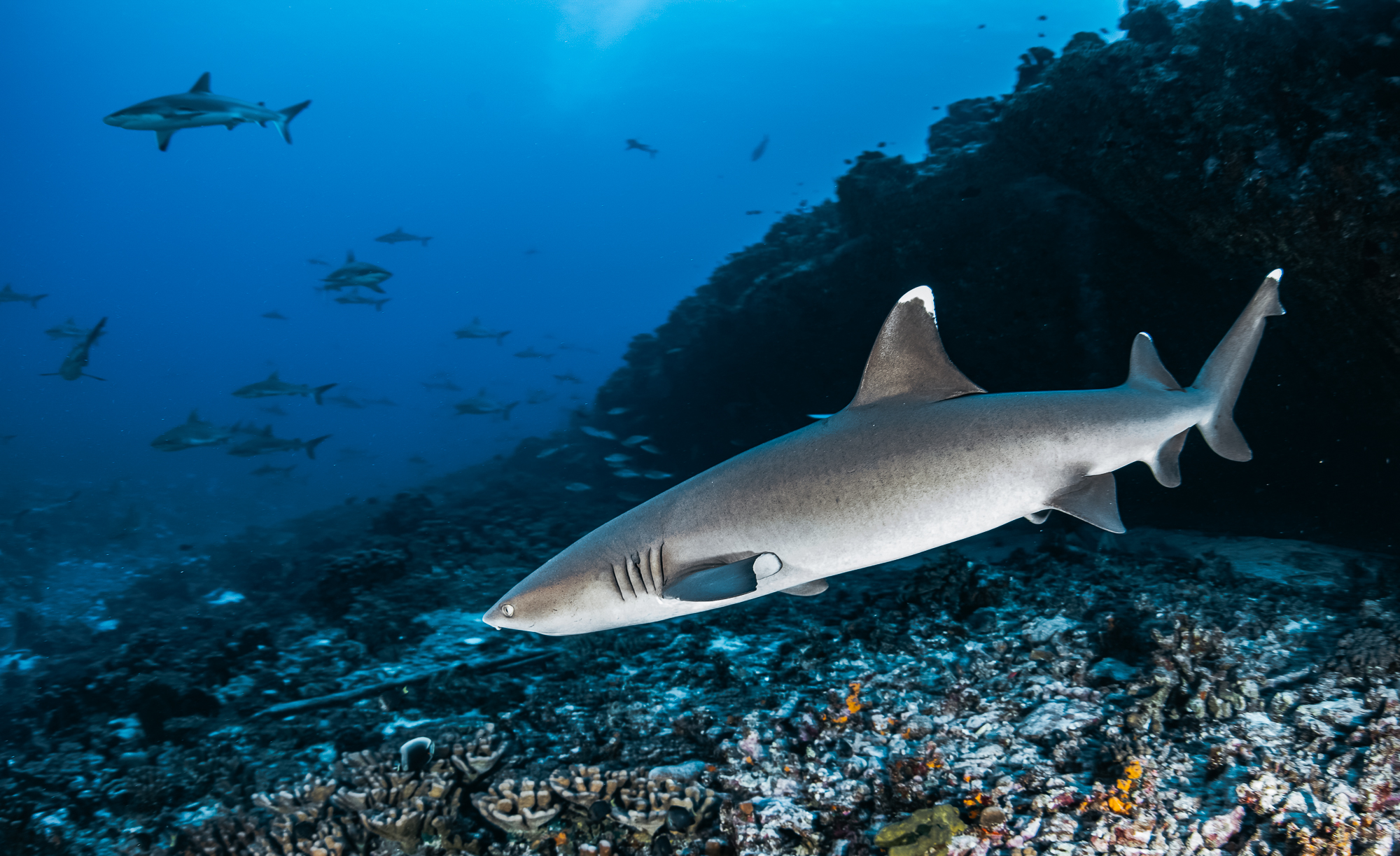 Dive into “Sharks of the Reef” with PacWhale Eco-Adventures | Pacific ...